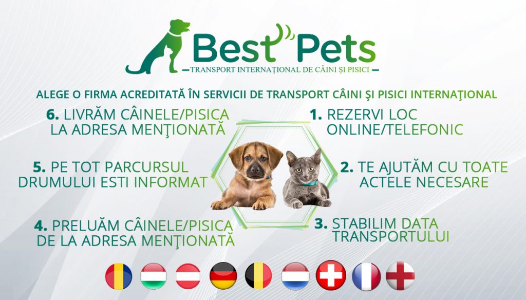 Transport de animale caini și pisici international in europa